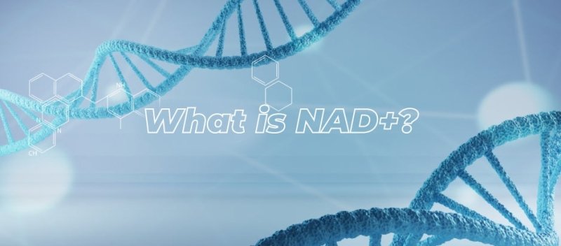 Is Nad The Fountain Of Youth? Should we be supplementing? – Australian ...