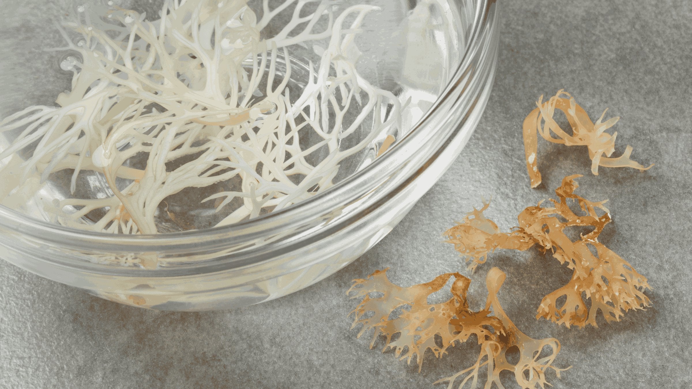 From Ocean to Elixir: The Incredible Health Benefits of Sea Moss ...